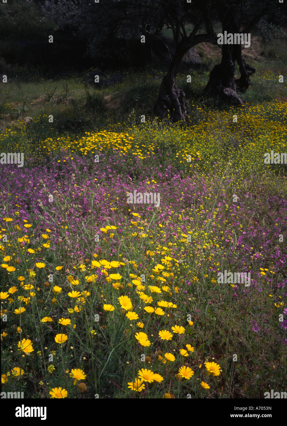 Wild flowers Greek island of Corfu Stock Photo - Alamy