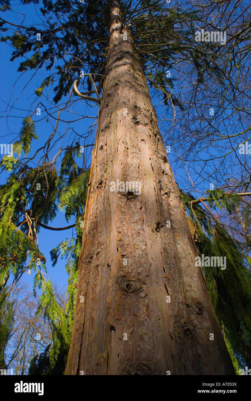 Wellingtonia hi-res stock photography and images - Alamy