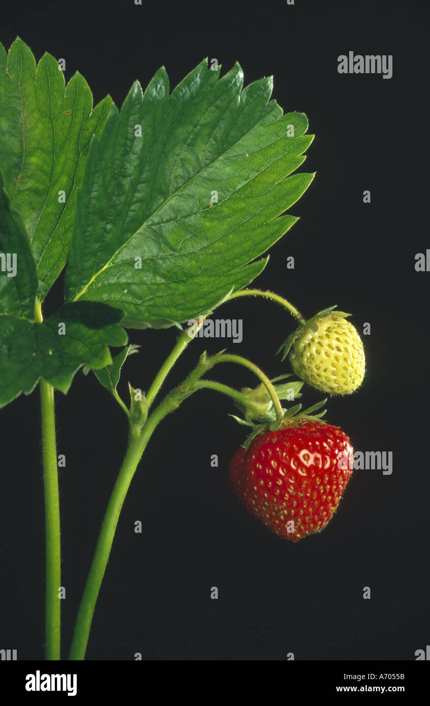 food fruit fruits strawberry strawberries red berries Stock Photo - Alamy