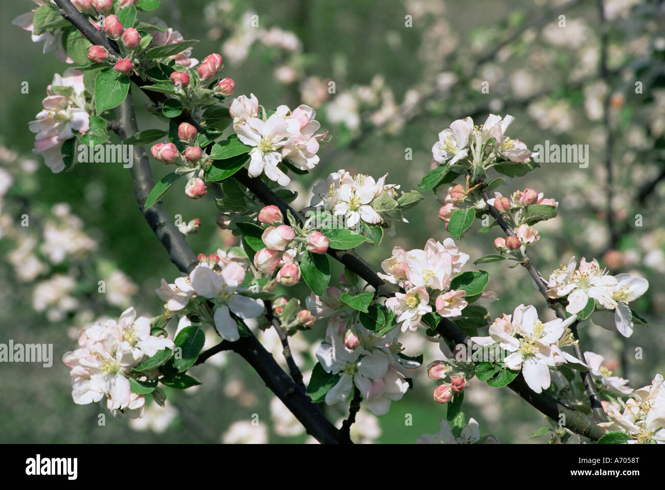 Apple trees in blossom Normandy France Europe Stock Photo - Alamy
