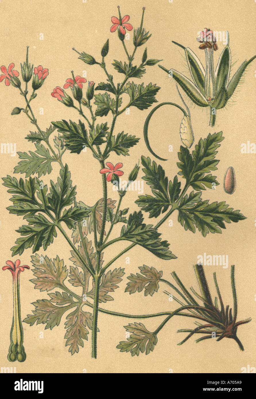 Medicinal plant Geranium robertianum historical 1895 Stock Photo - Alamy