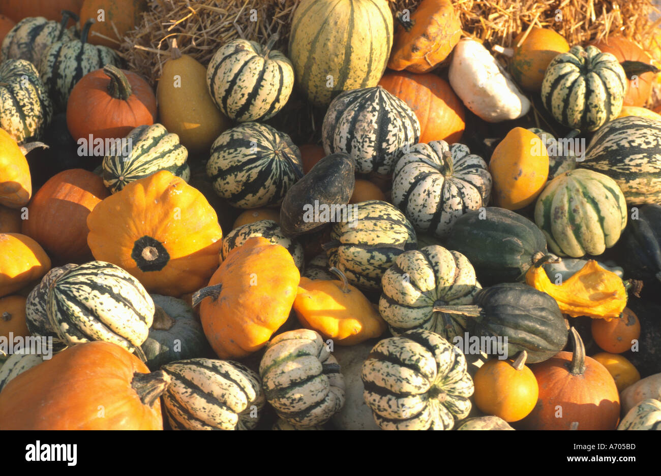 Lot of pumpkins hi-res stock photography and images - Alamy