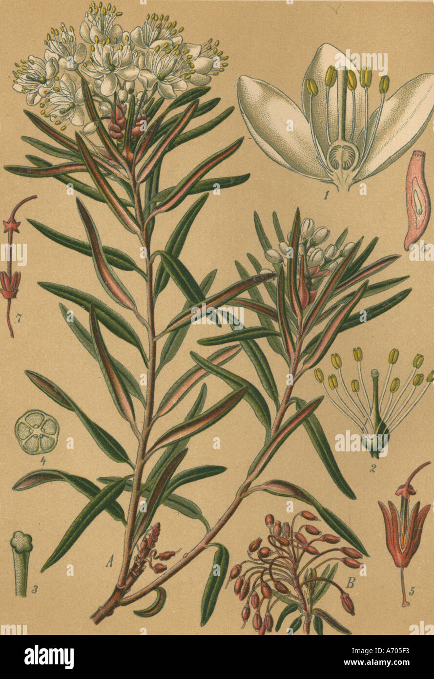 Medicinal plant Ledum palustre historical 1895 Stock Photo - Alamy