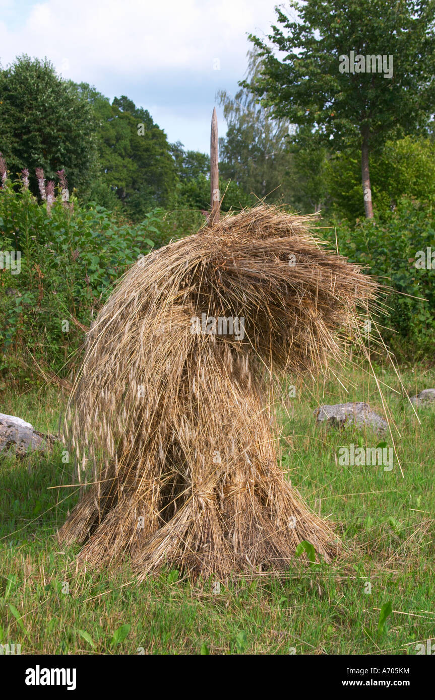 Traditional style hay bales sheaves on poles in time typical farming ...