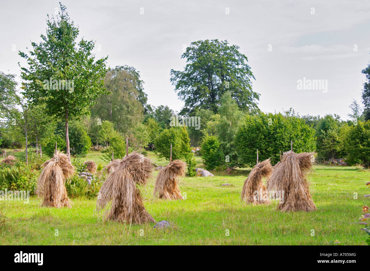 Traditional style hay bales sheaves on poles in time typical farming ...