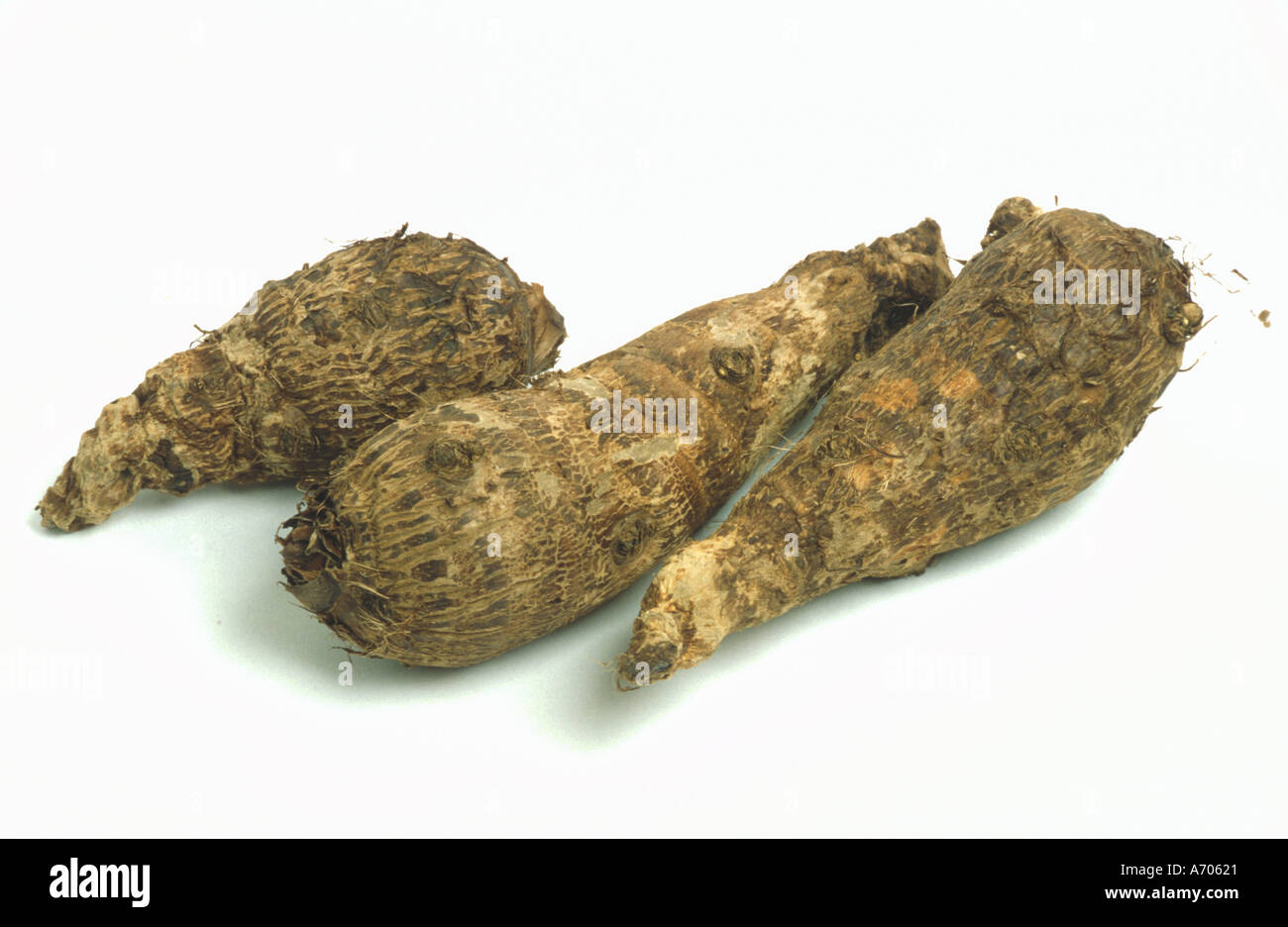 food vegetable exotic yam yams yamroot yamsroot dioscorea spec coco ...