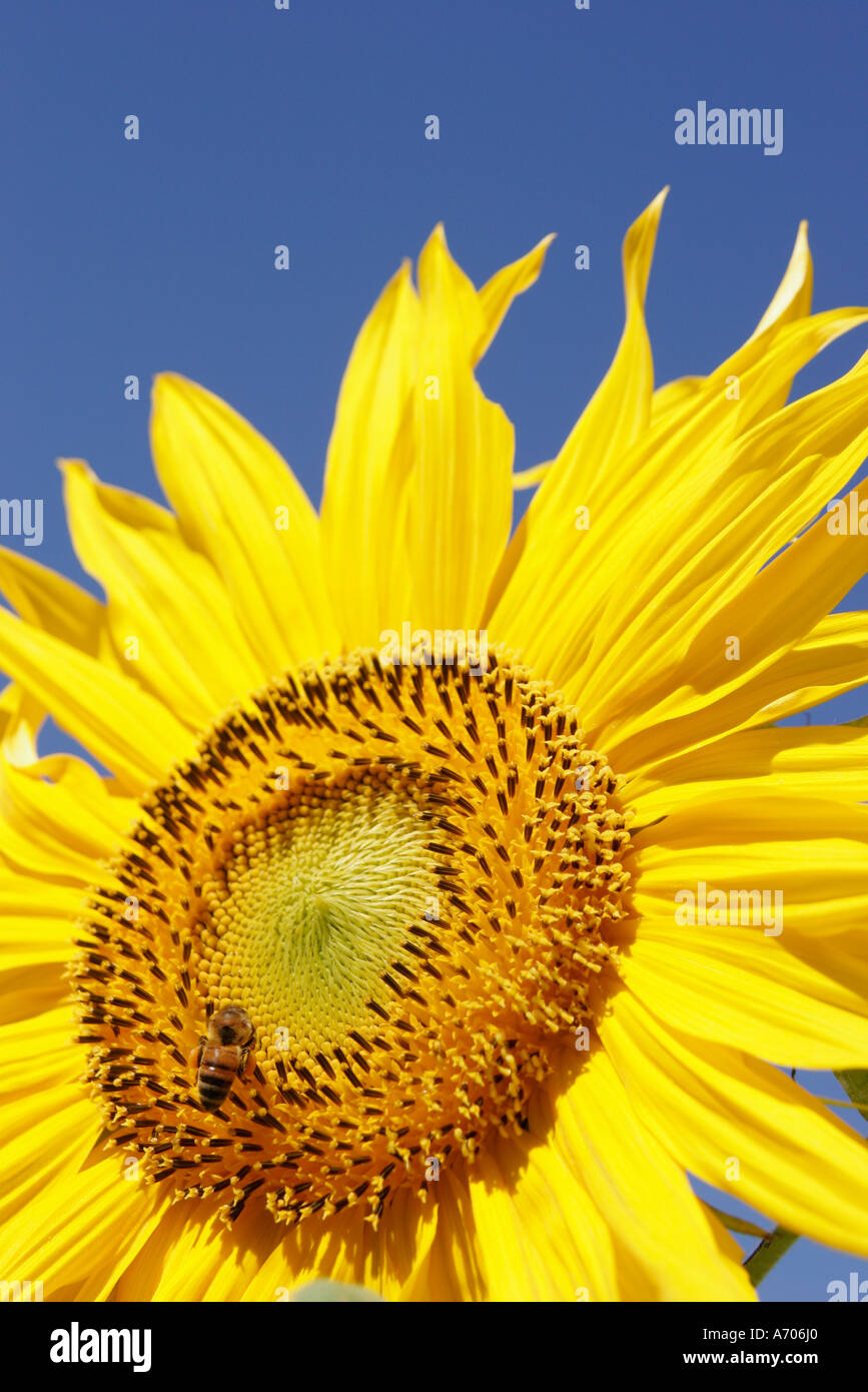 Florida honey bee hi-res stock photography and images - Alamy
