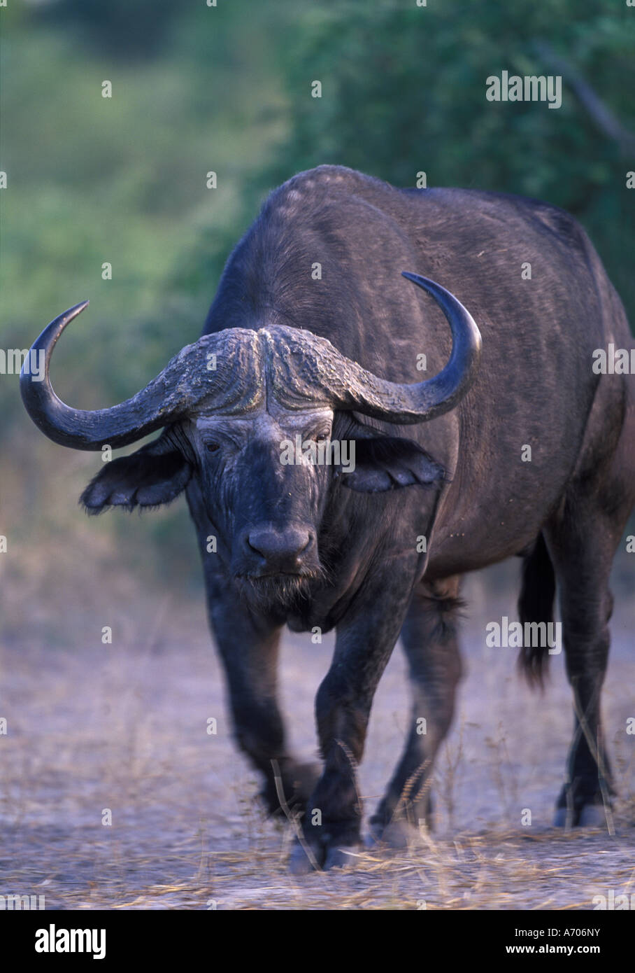 African buffaloes walking hi-res stock photography and images - Alamy