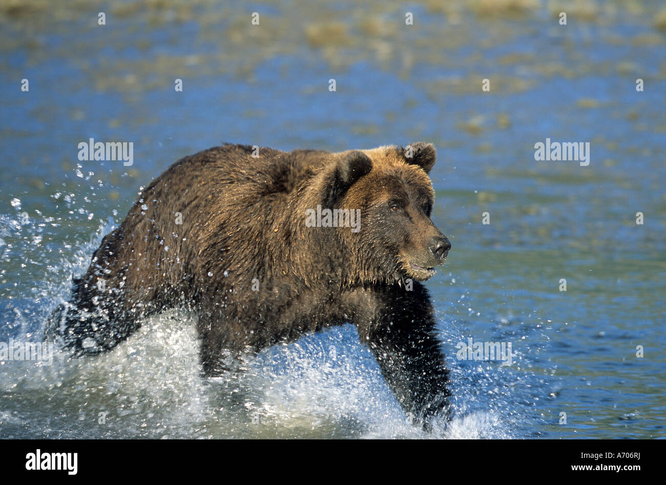 Coastal brown bear Ursus arctos Lake Clark National Park Alaska United ...
