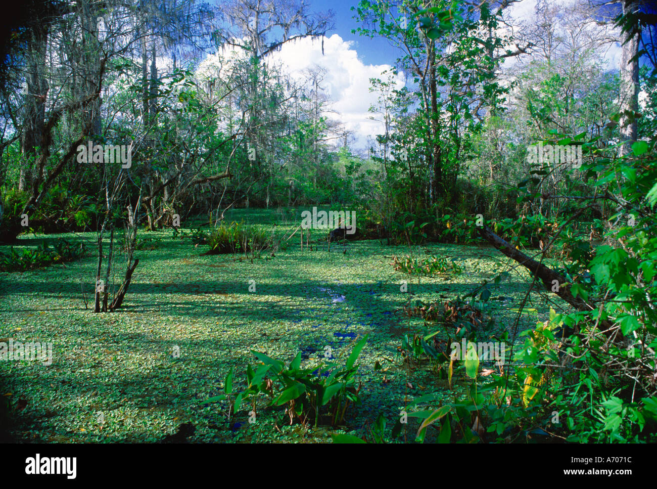 Moist and hot habitat hi-res stock photography and images - Alamy