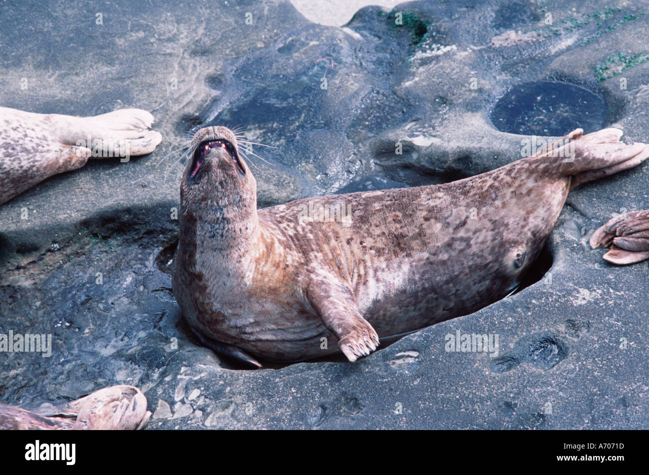 Seal on rock Stock Photo - Alamy