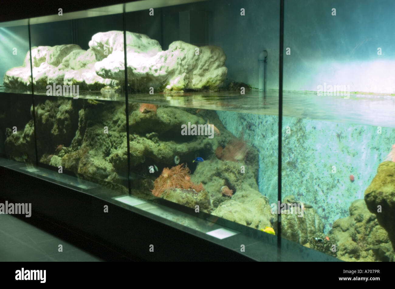 Zoo underwater observation hi-res stock photography and images - Alamy