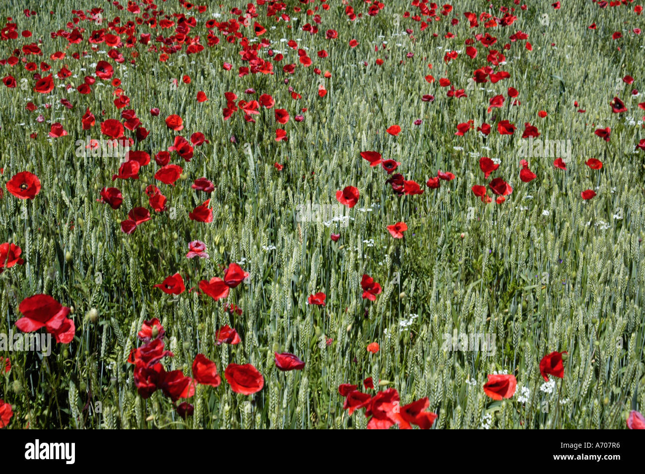 corn poppy in blossom Stock Photo - Alamy