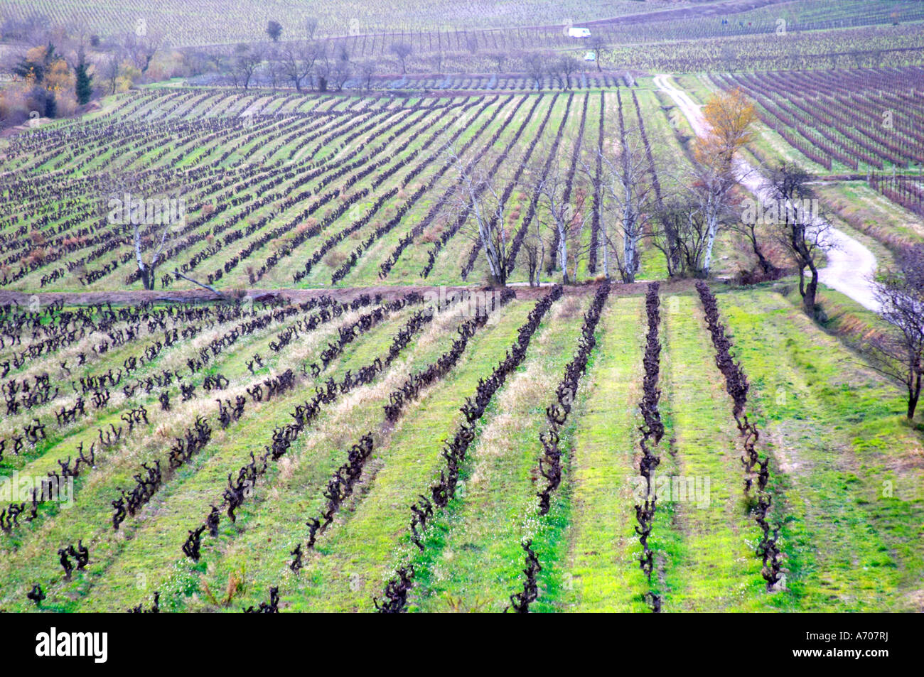 Chateau Pech-Latt. Near Ribaute. Les Corbieres. Languedoc. Vines ...