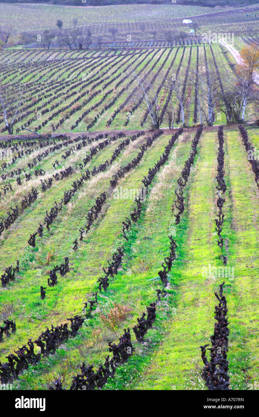 Chateau Pech-Latt. Near Ribaute. Les Corbieres. Languedoc. Vines ...