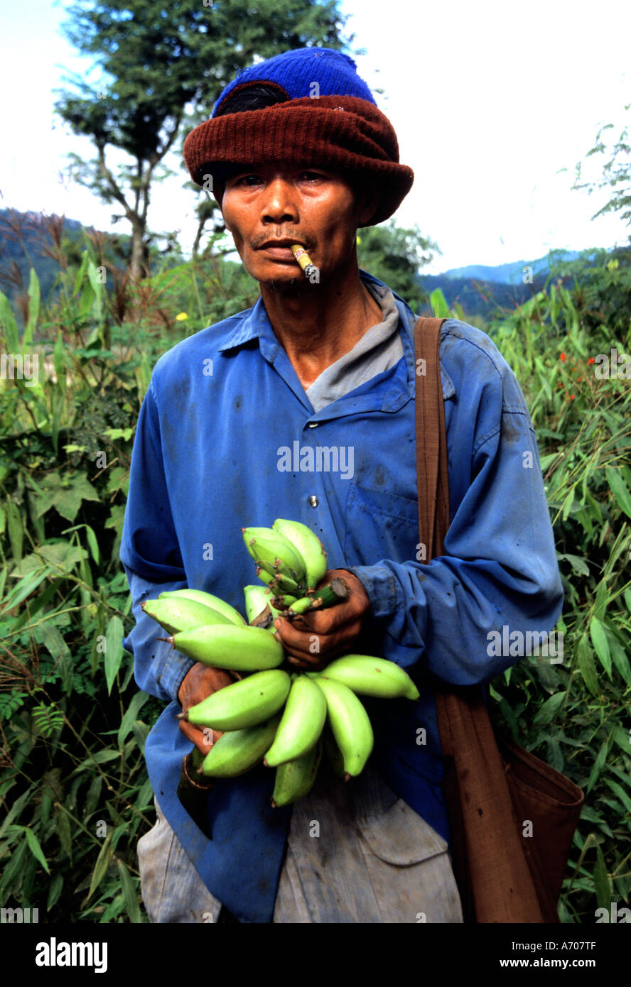 banana Thailand Thai Farm Farmer Thai Stock Photo - Alamy