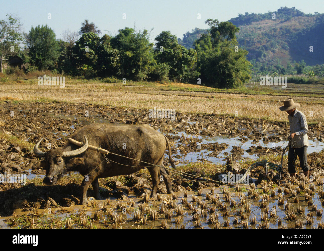 water buffalo Rice Fields of Mae Sai Golden Triangle Thailand Stock ...