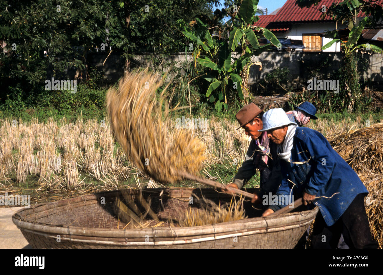 Rice Fields Mae Sai Golden Triangle Thailand Farm Stock Photo - Alamy
