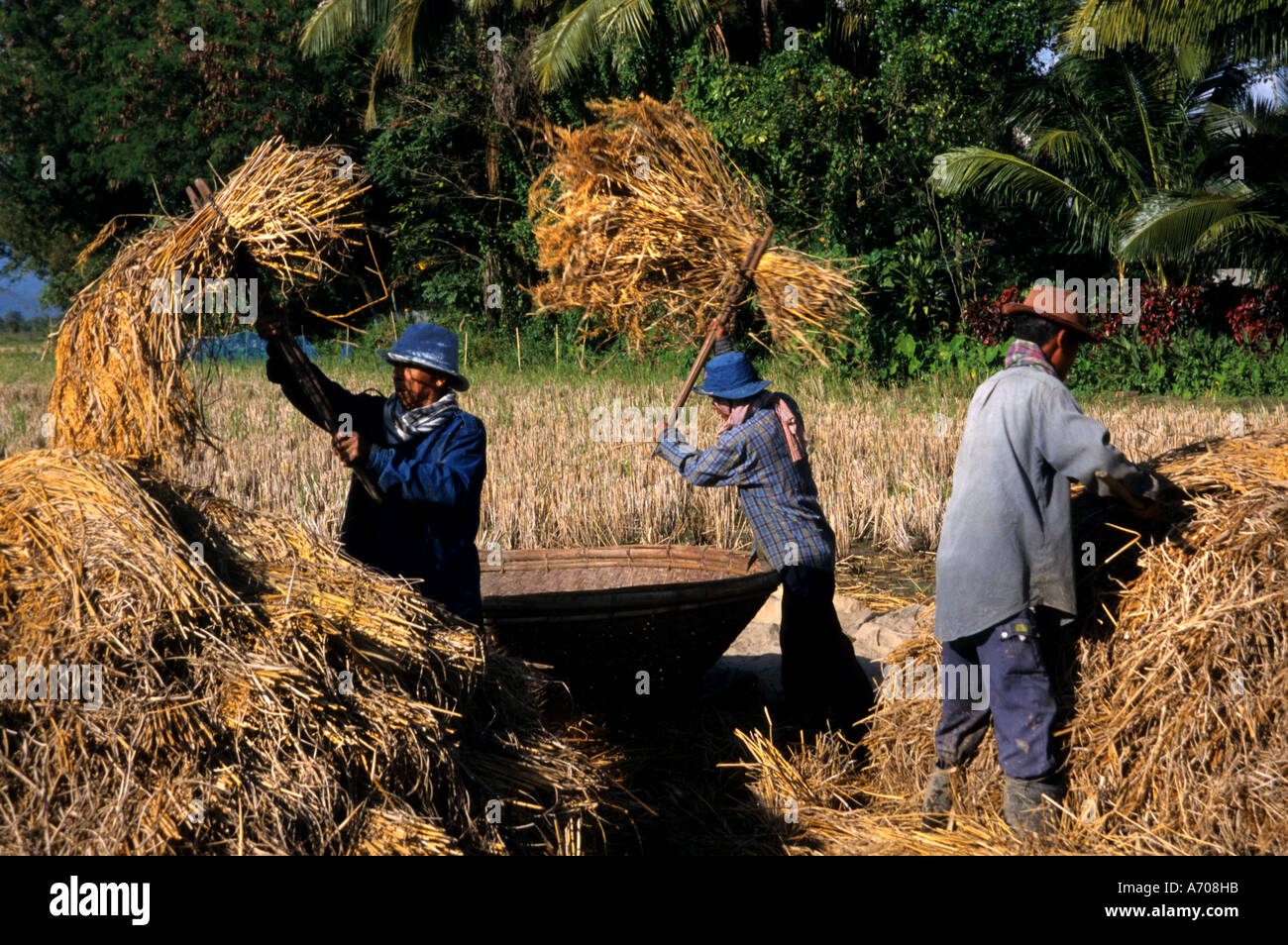 Rice Fields Mae Sai Golden Triangle Thailand Farm Stock Photo - Alamy