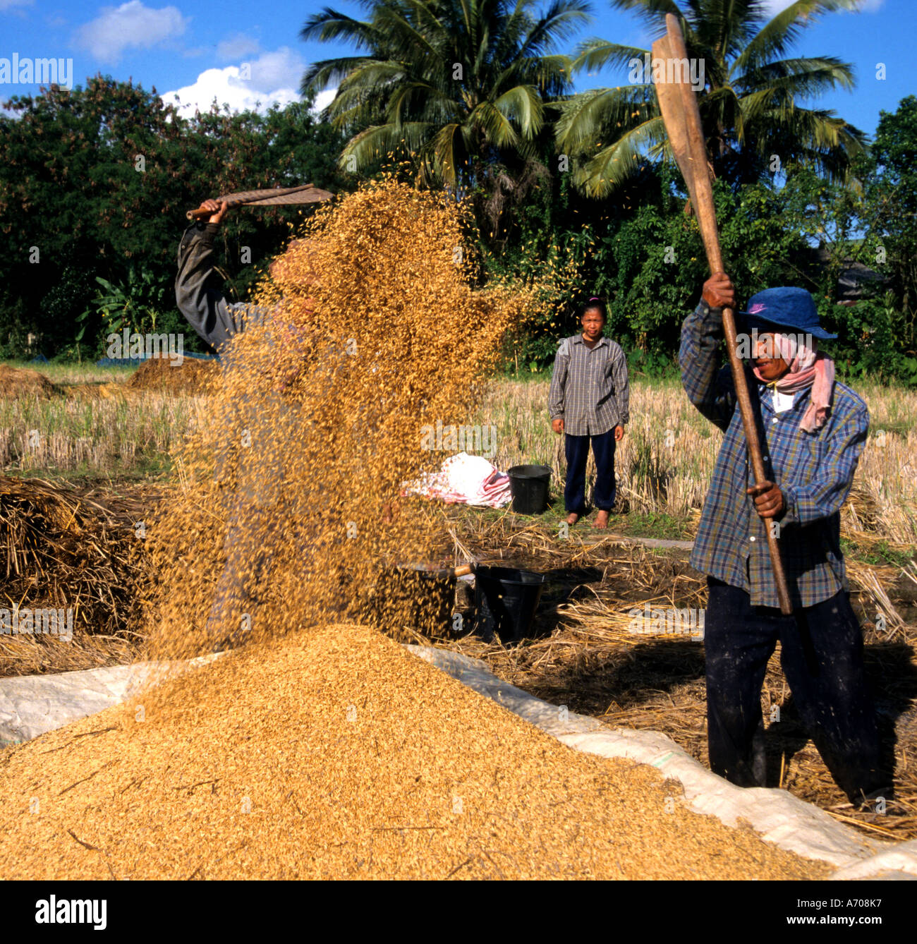 Rice Fields Mae Sai Golden Triangle Thailand Farm Stock Photo - Alamy