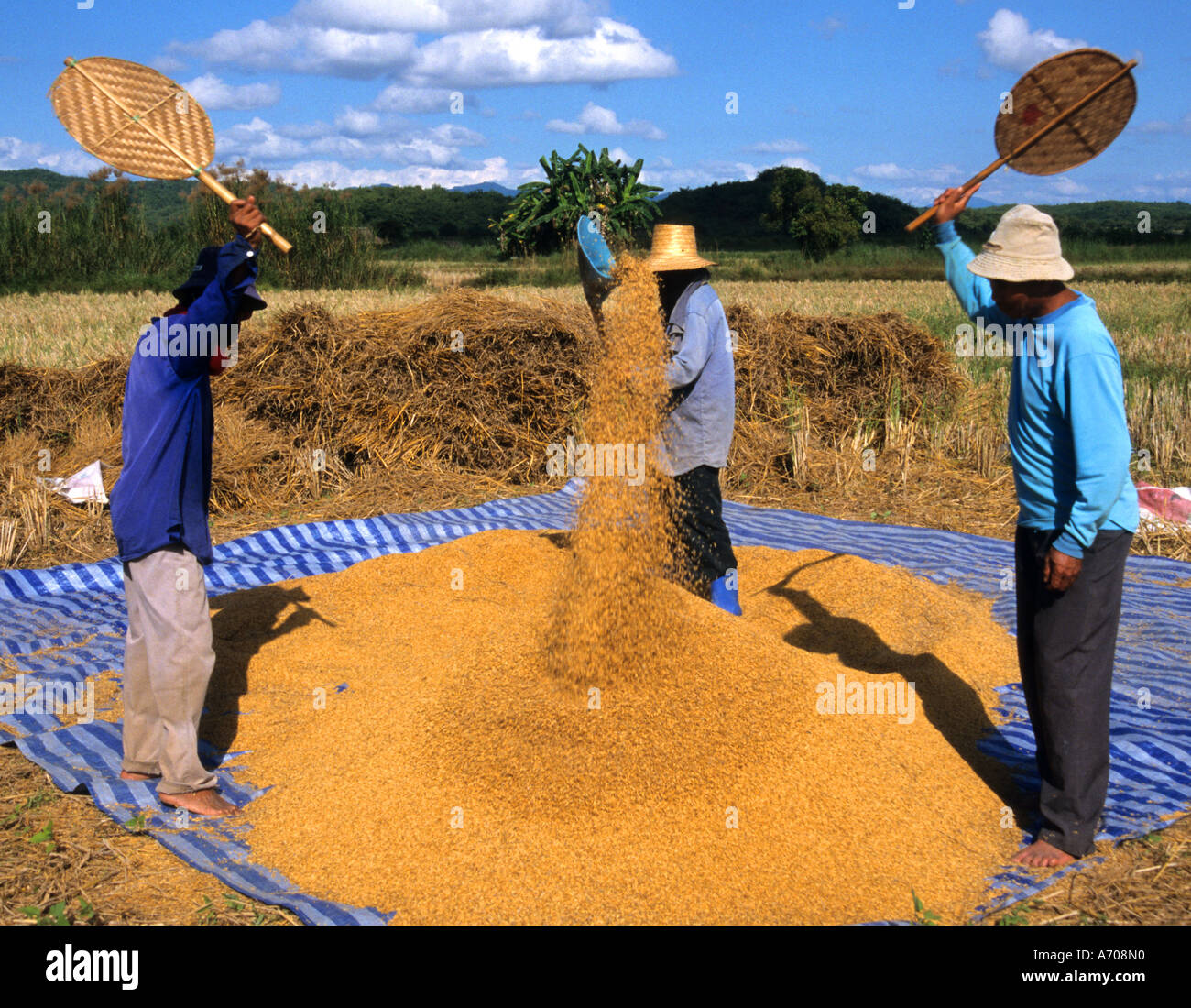 Rice Fields Mae Sai Golden Triangle Thailand Farm Stock Photo - Alamy