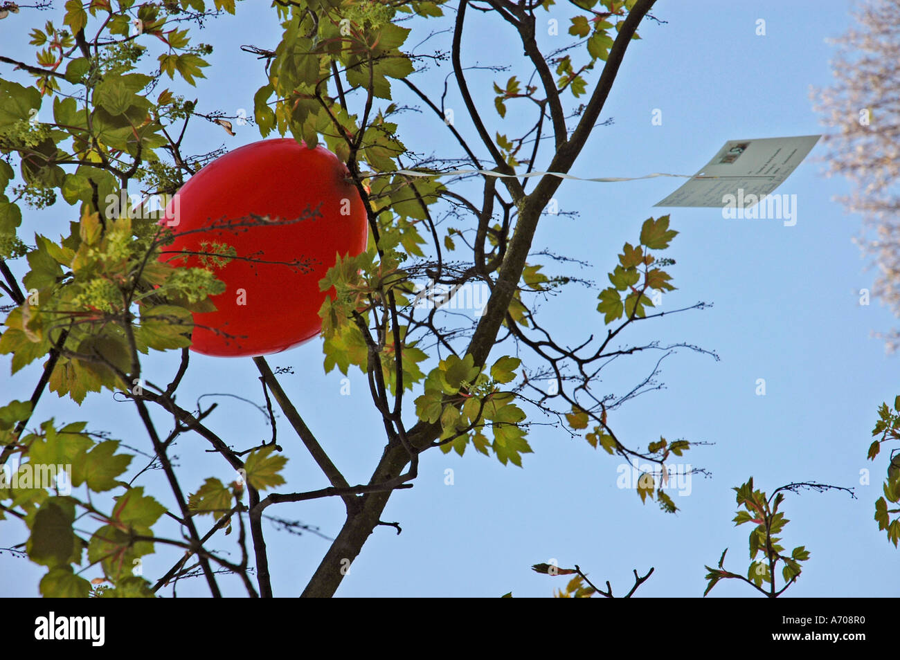 Balloon caught tree hi-res stock photography and images - Alamy