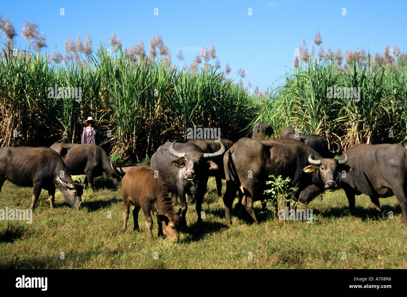 Buffalo manor east hi-res stock photography and images - Alamy
