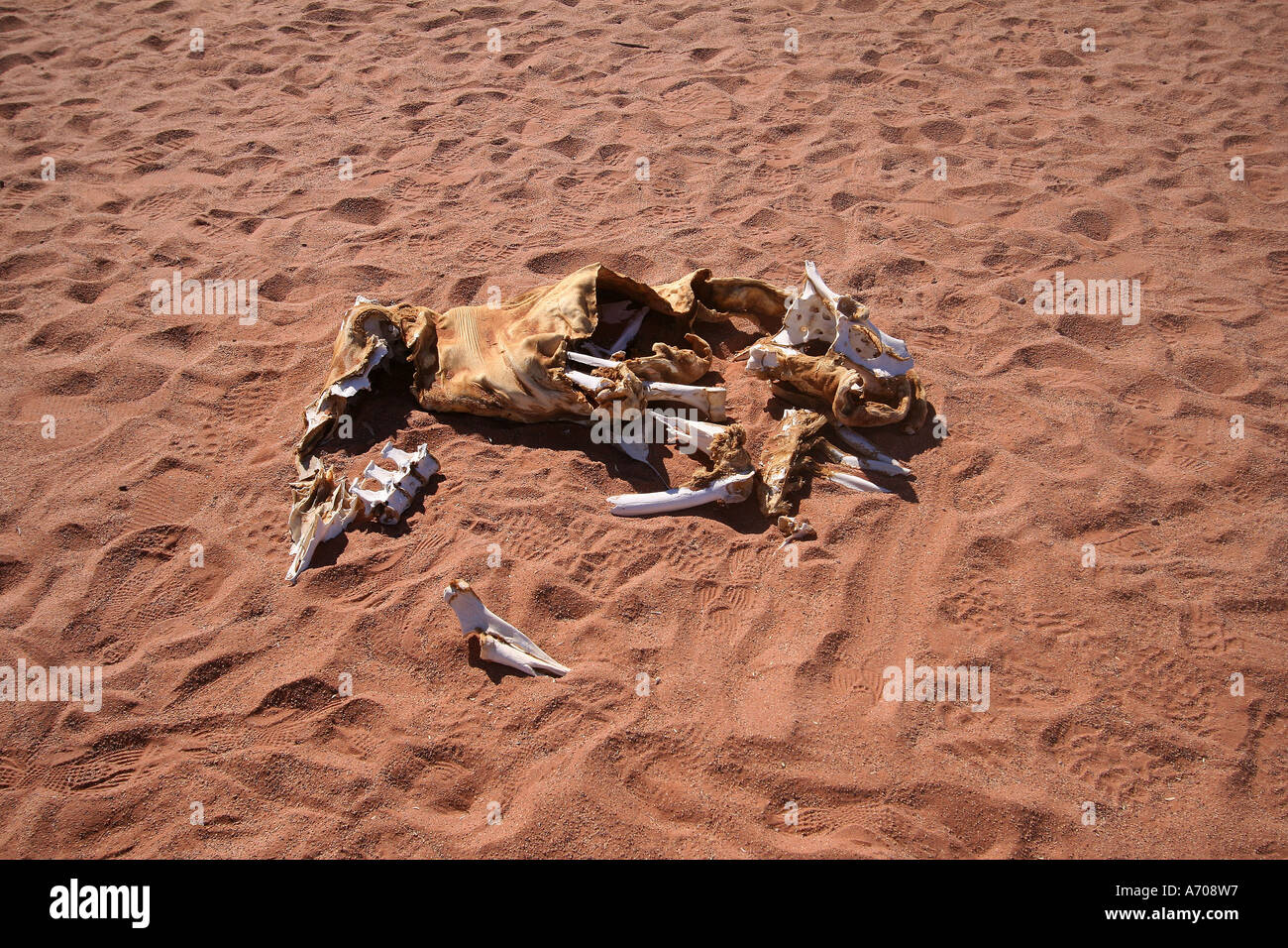 Desert Skeleton, Namib Desert, Namibia Stock Photo - Alamy