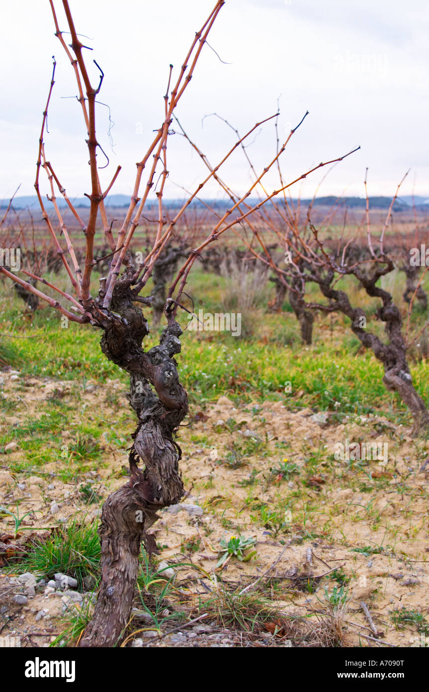 Minervois. Languedoc. Vines trained in Gobelet pruning. Old, gnarled ...