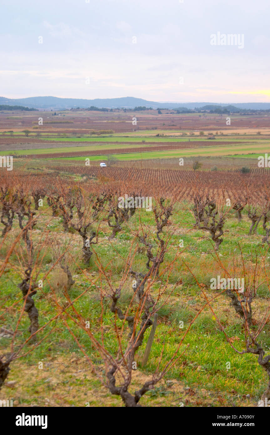 Minervois. Languedoc. Vines trained in Gobelet pruning. Vineyards in ...