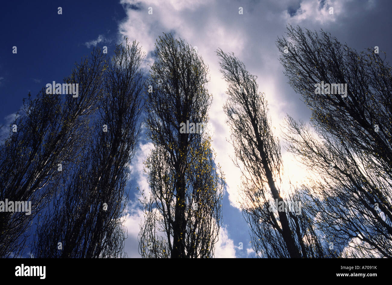 Trees & Sky Stock Photo - Alamy