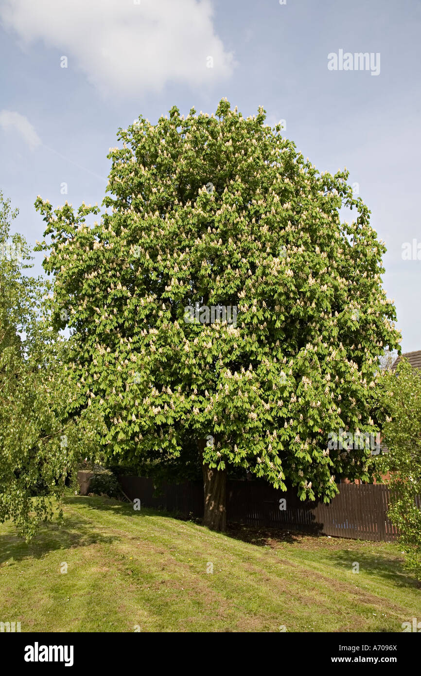 Horse chestnut tree hi-res stock photography and images - Alamy