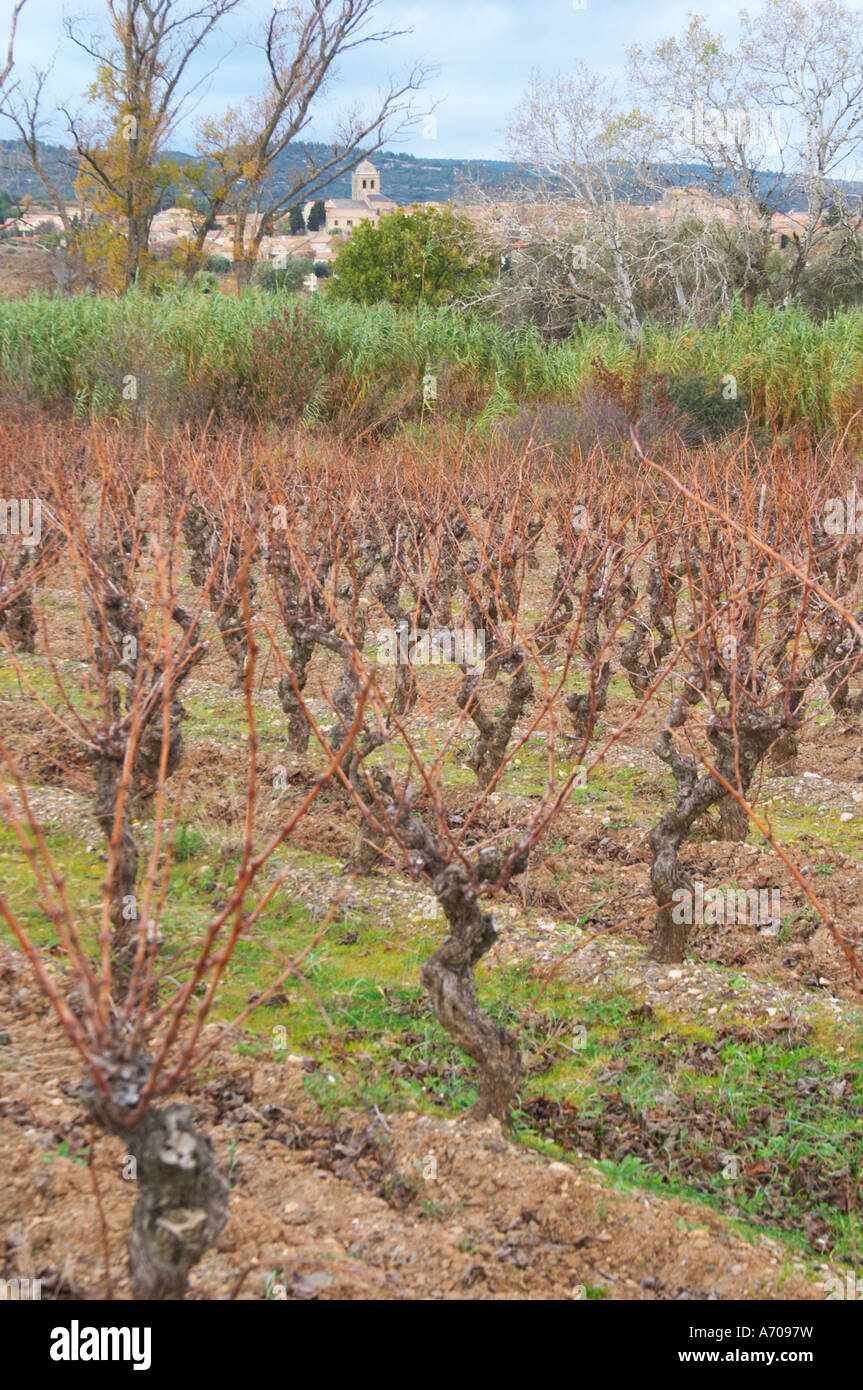 Domaine Piccinini in La Liviniere Minervois. Languedoc. Vines trained ...