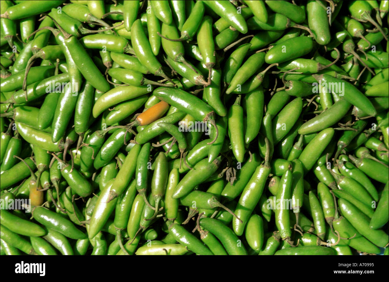 Green Chillies Central America Stock Photo - Alamy