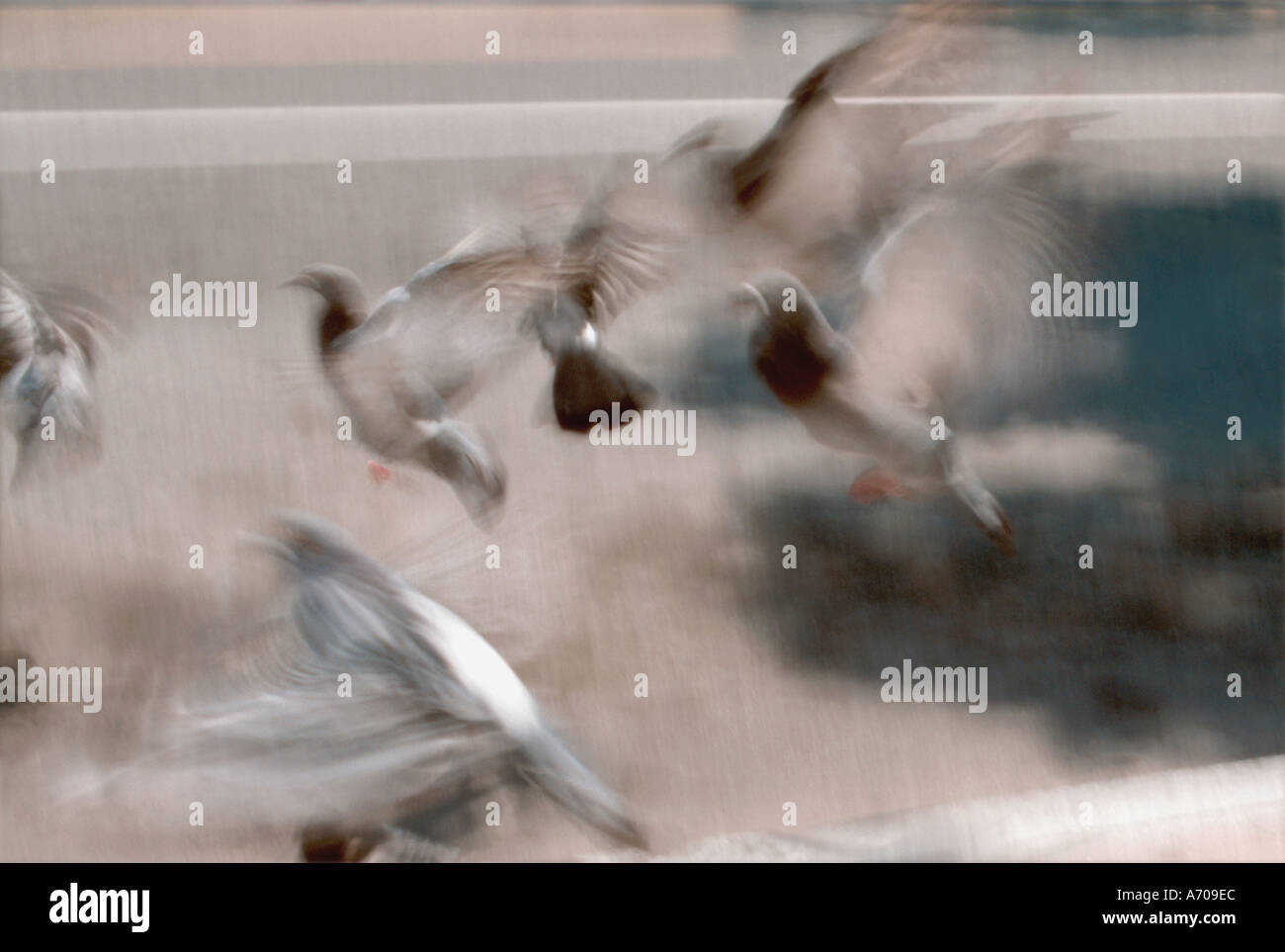 Frightened pigeon hi-res stock photography and images - Alamy
