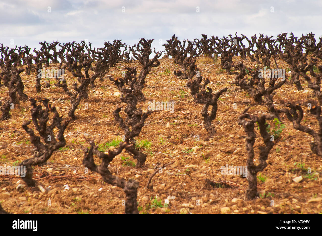 Vineyard old vine gobelet trained hi-res stock photography and images ...