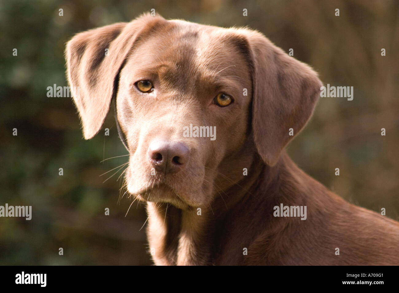 Head and shoulders portrait of a Chocolate Labrador Stock Photo - Alamy