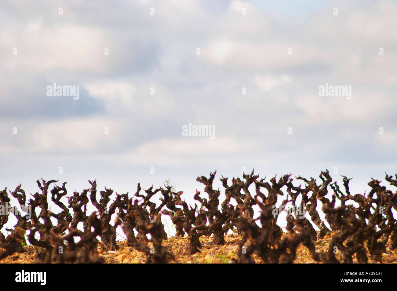 Vineyard old vine gobelet trained hi-res stock photography and images ...