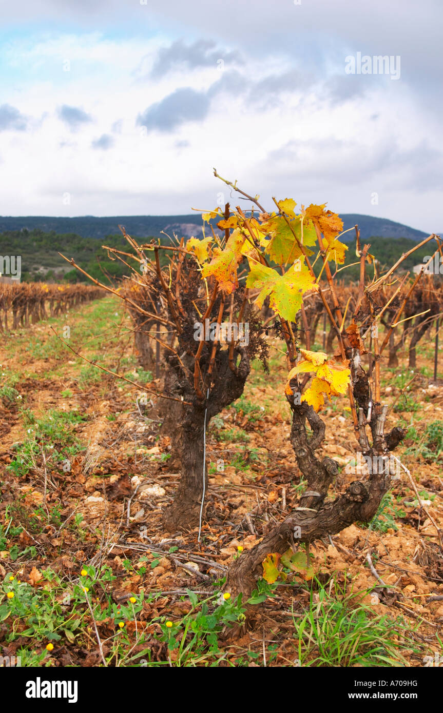 Minervois. Languedoc. Vines trained in Gobelet pruning. Vine leaves ...