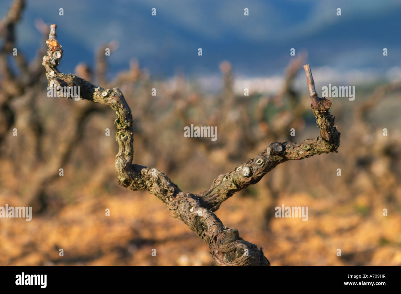 Domaine Jean Baptiste Senat. In Trausse. Minervois. Languedoc. Vines ...