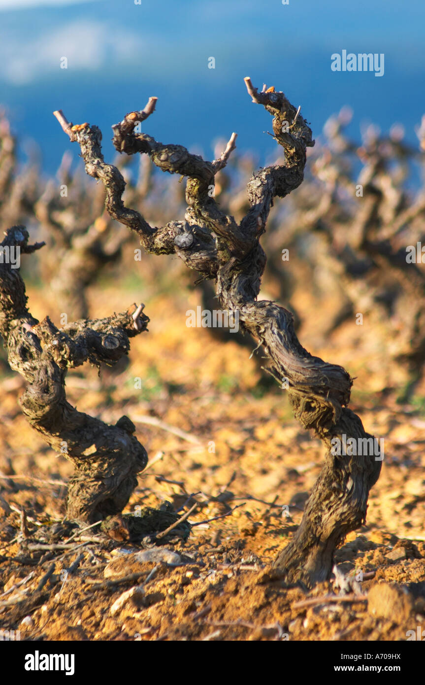 Domaine Jean Baptiste Senat. In Trausse. Minervois. Languedoc. Vines ...