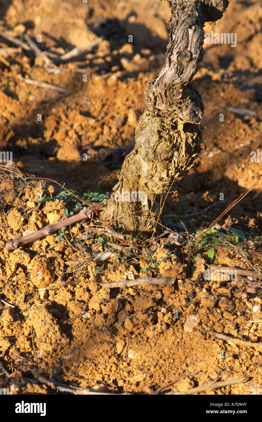 Domaine Jean Baptiste Senat. In Trausse. Minervois. Languedoc. Vines ...