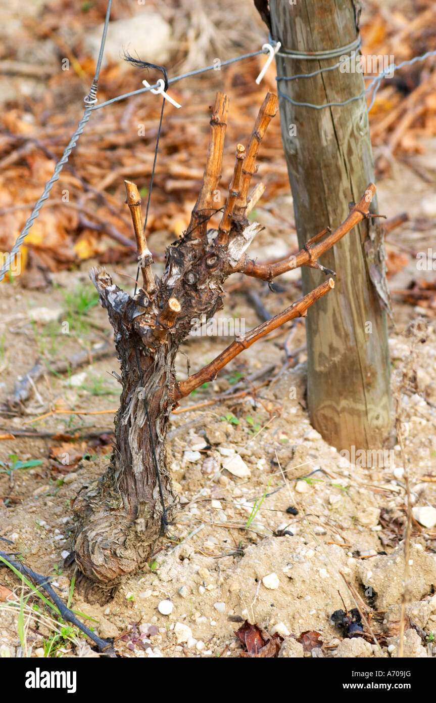 Vineyard Old Vine Gobelet Trained High Resolution Stock Photography and ...