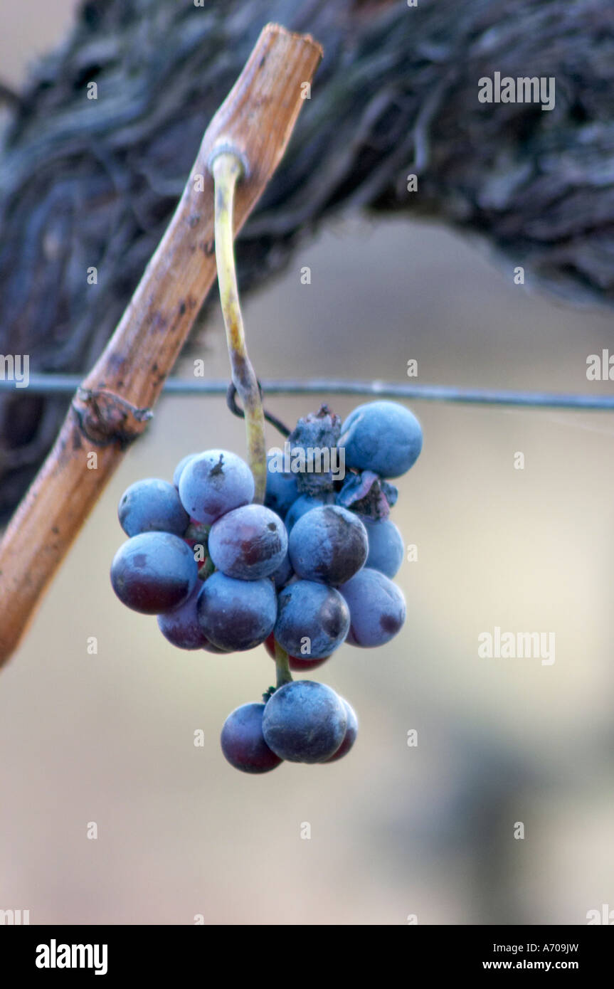 Domaine Jean Baptiste Senat. In Trausse. Minervois. Languedoc. France ...