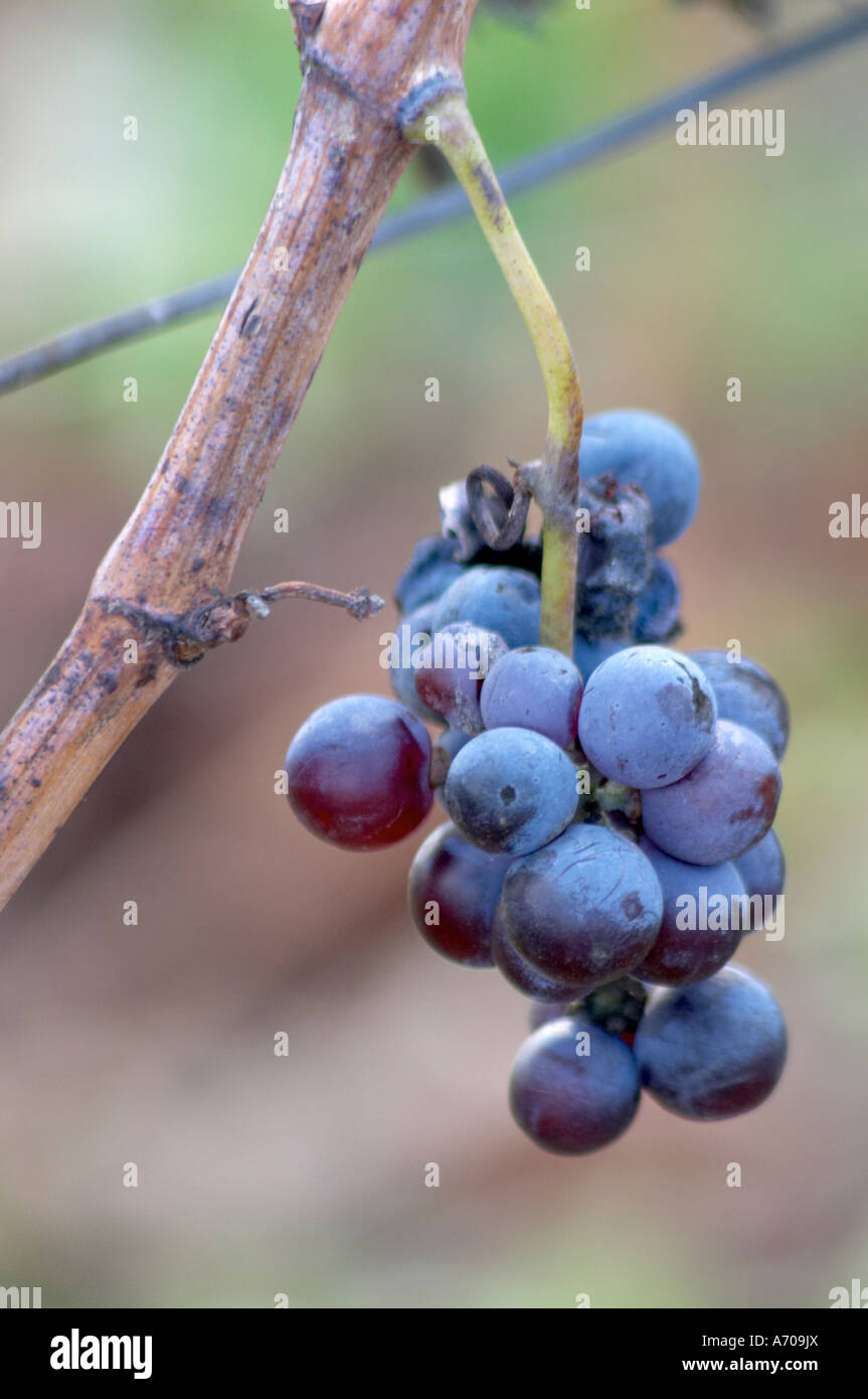 Domaine Jean Baptiste Senat. In Trausse. Minervois. Languedoc. France ...