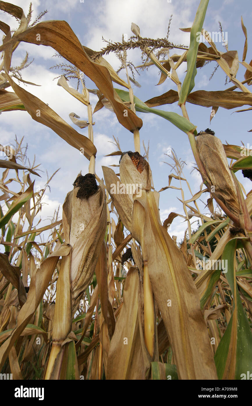 Gleaning hi-res stock photography and images - Alamy
