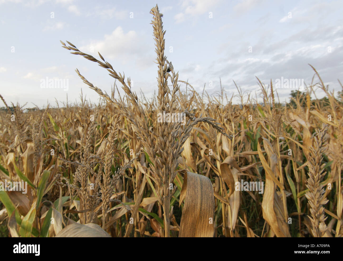 Gleaning the field hi-res stock photography and images - Alamy