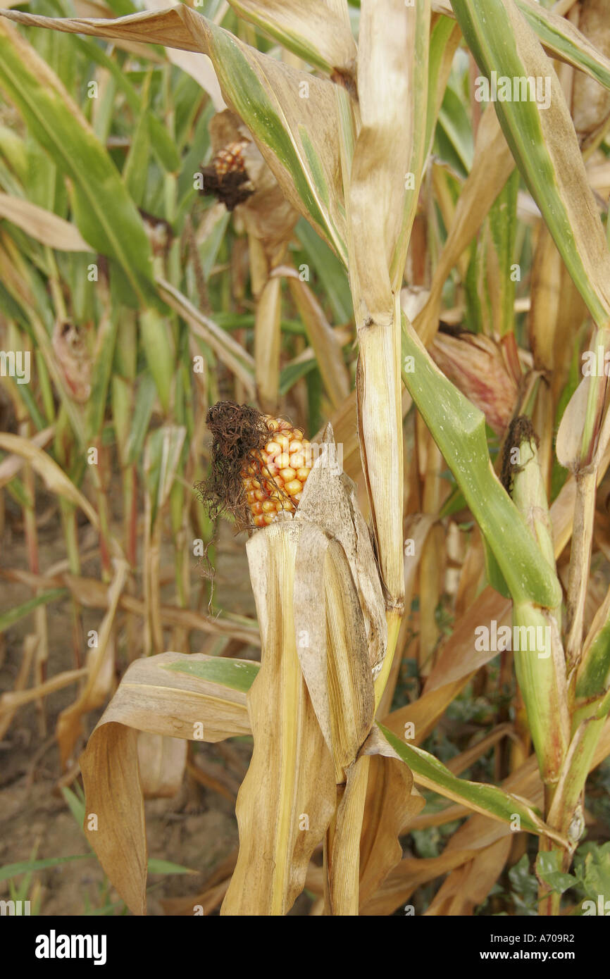 Gleaning the field hi-res stock photography and images - Alamy