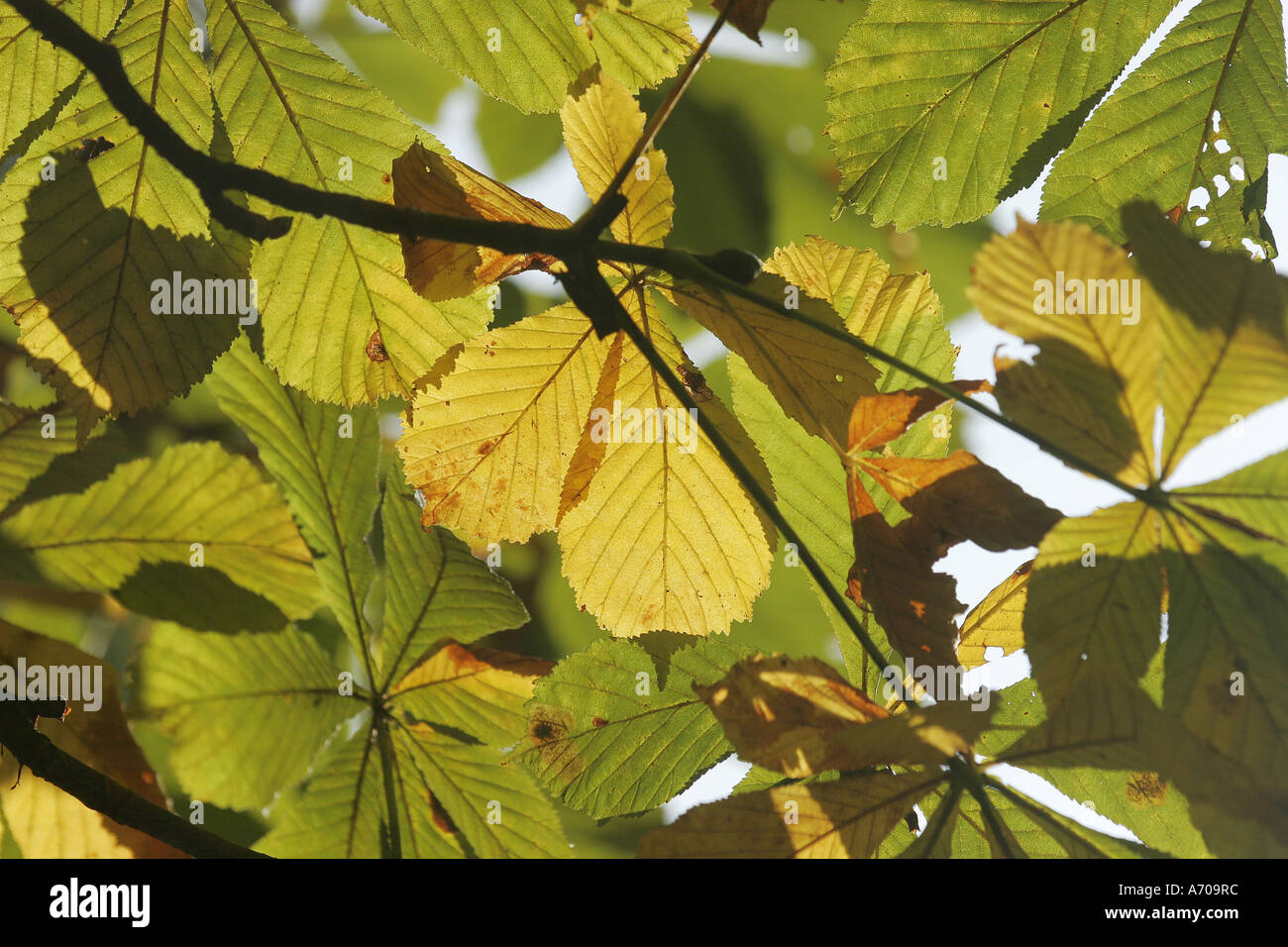 Chestnut tree leaves Stock Photo - Alamy
