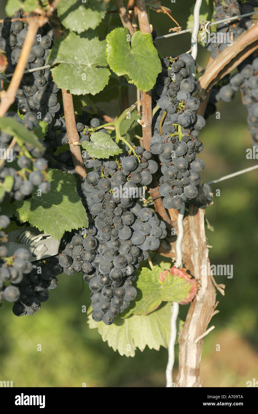 Red grape vine Stock Photo - Alamy